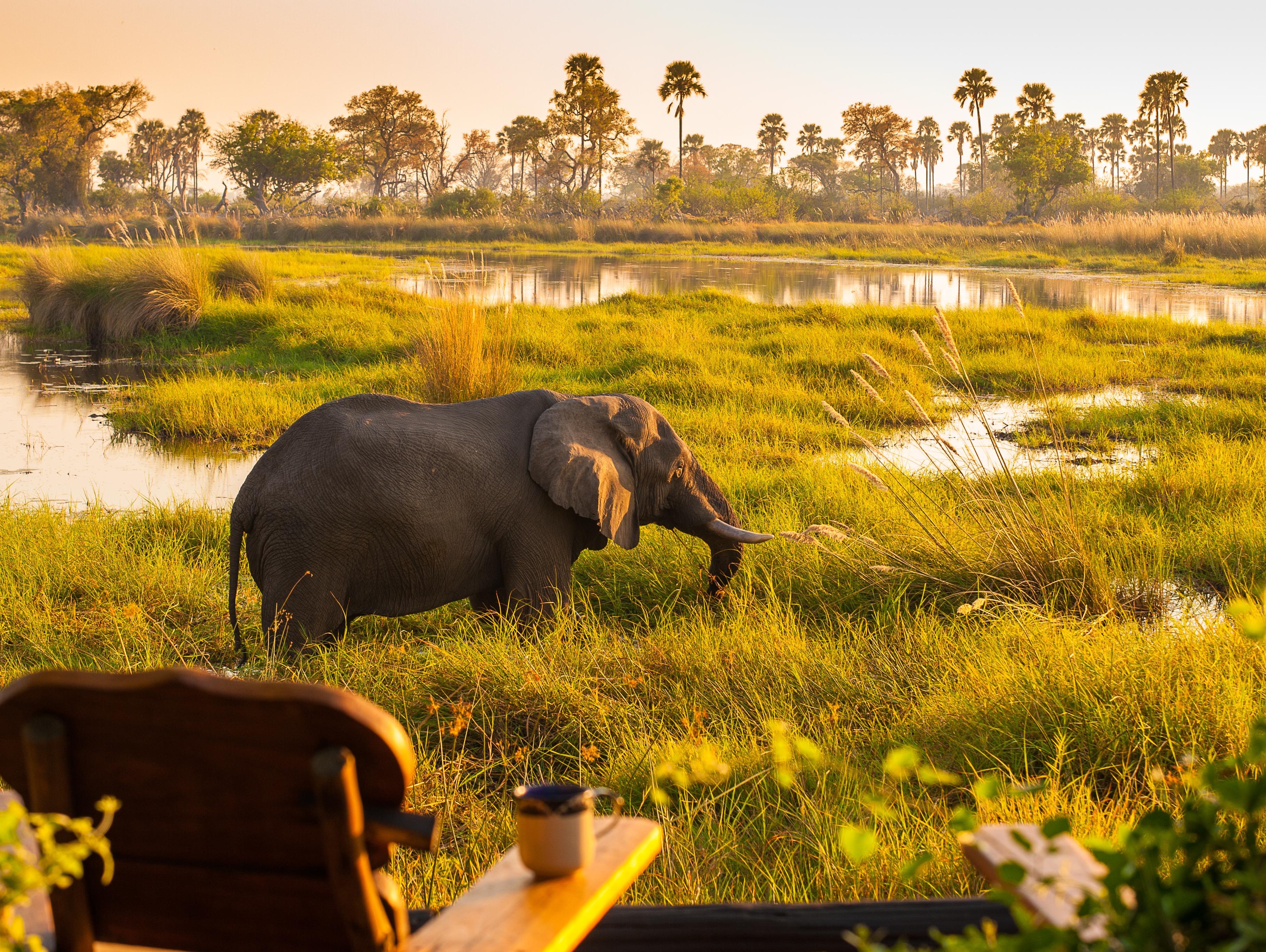 Okavango-Delta: Das Juwel der Kalahari - WORLD INSIGHT Individuell